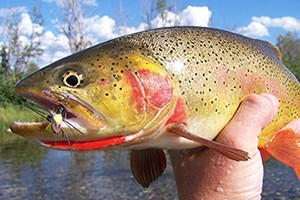 Firehole River, Yellowstone National Park Fly Fishing, Camping, Boating ...