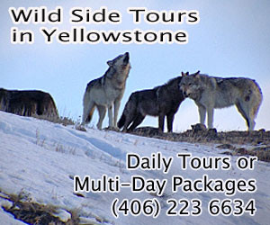 Yellowstone Entrance Fee, National Park Pass / Ticket Cost - AllTrips
