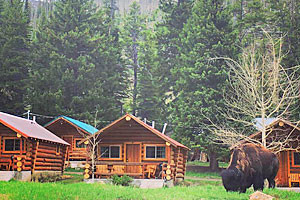 Yellowstone Hotels, National Park Hotel Accommodations - AllTrips